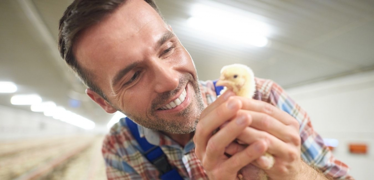 Broiler Feed Conversion Increase Profitable Farming broiler-feed-conversion-increase-profitable-farming